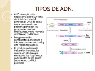 Estructura y organizacon del genoma humano | PPTX