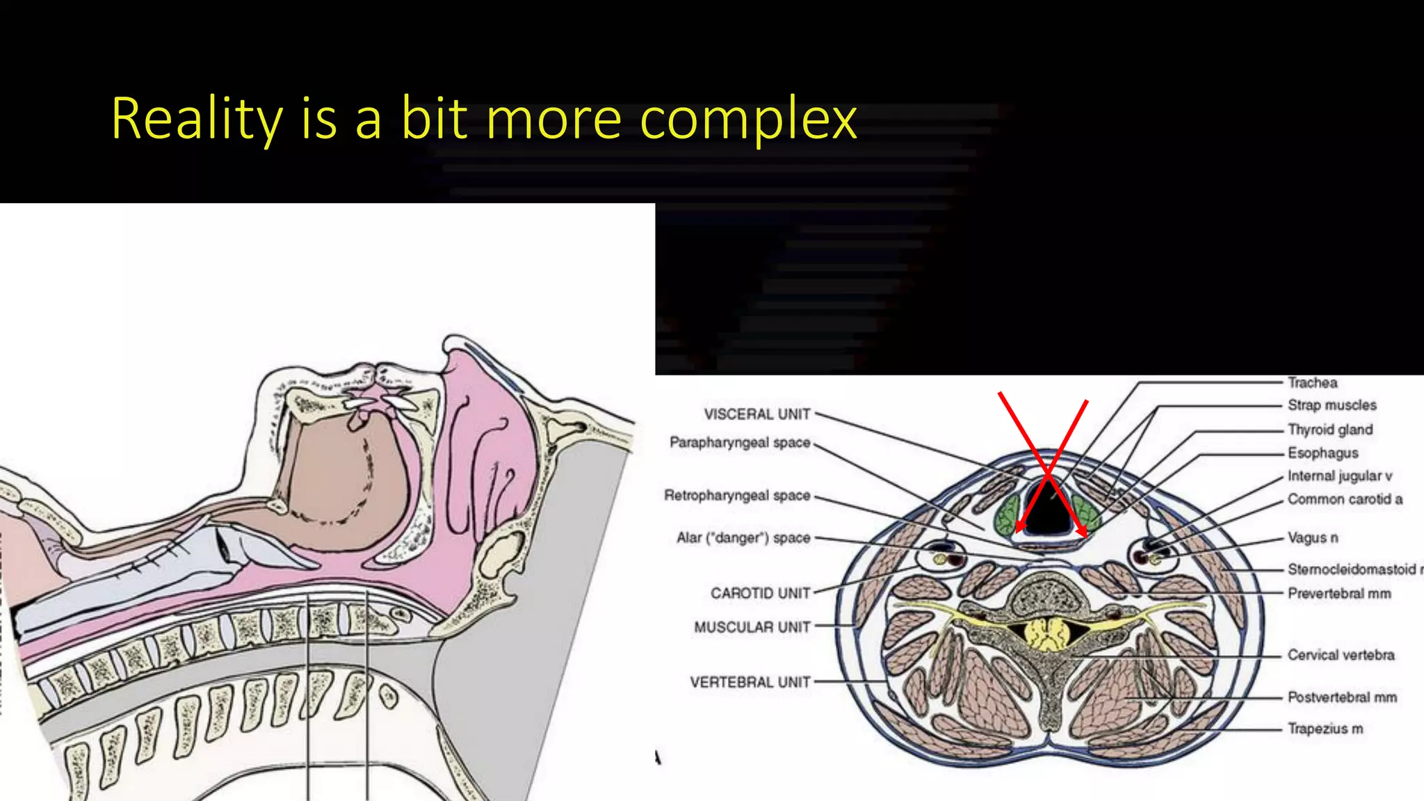 3D printing for Paediatric Anatomical models | PPT