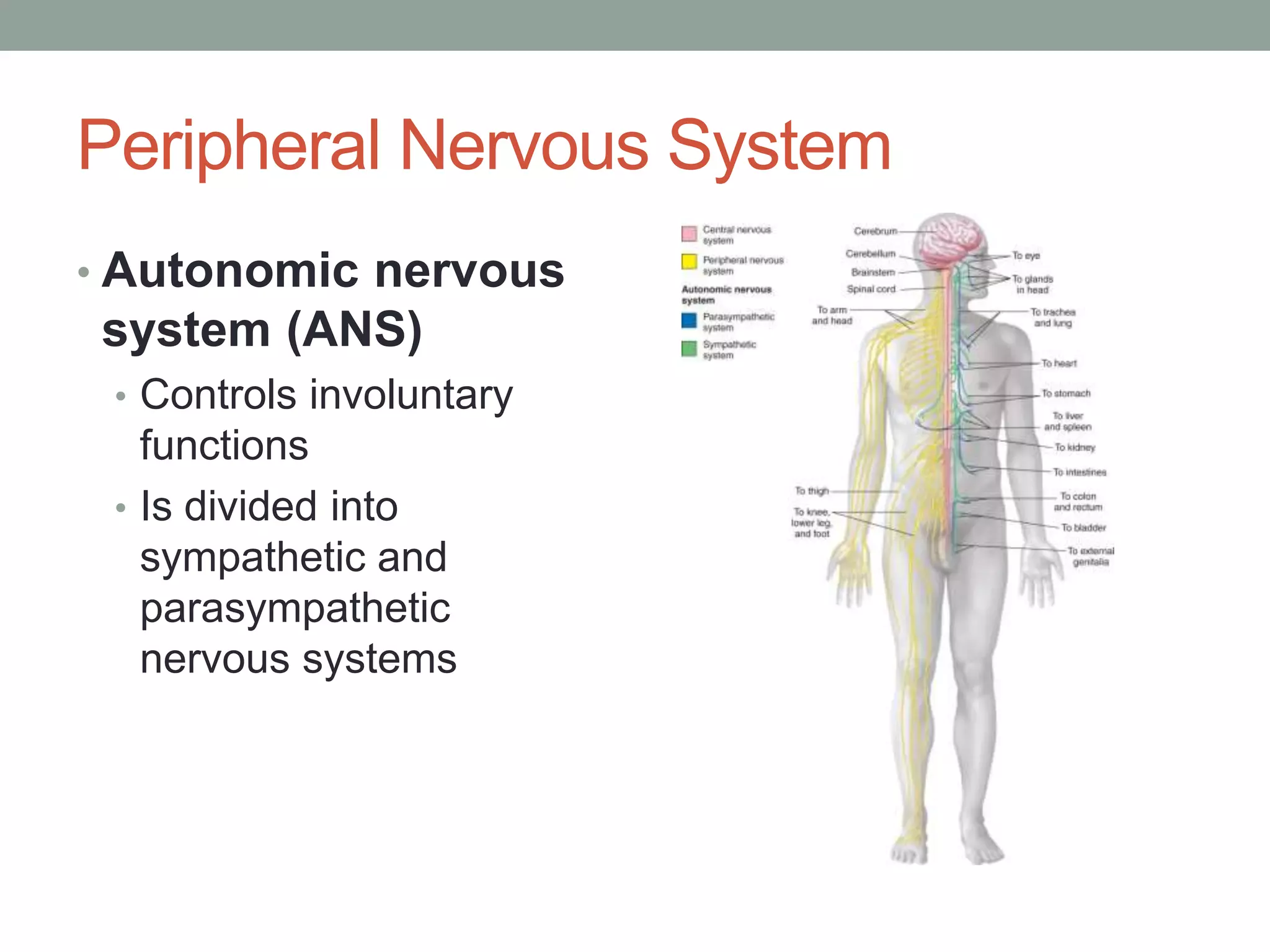 Nervous System Diseases | PPTX