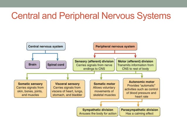 Nervous System | PPT