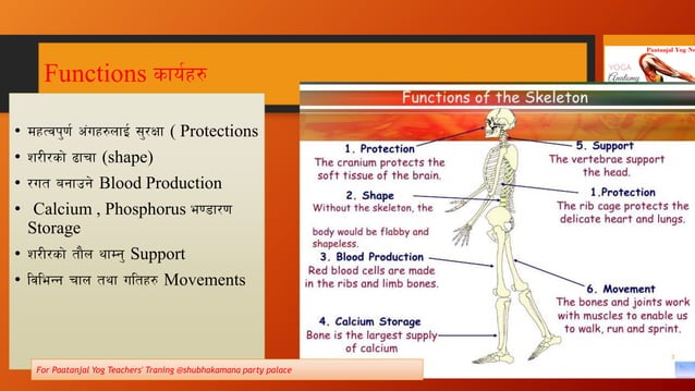 Yoga anatomy | PDF | Bone and Joint Conditions | Diseases and Conditions