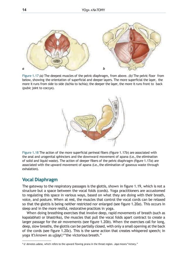 Yoga anatomy for poses | PPTX
