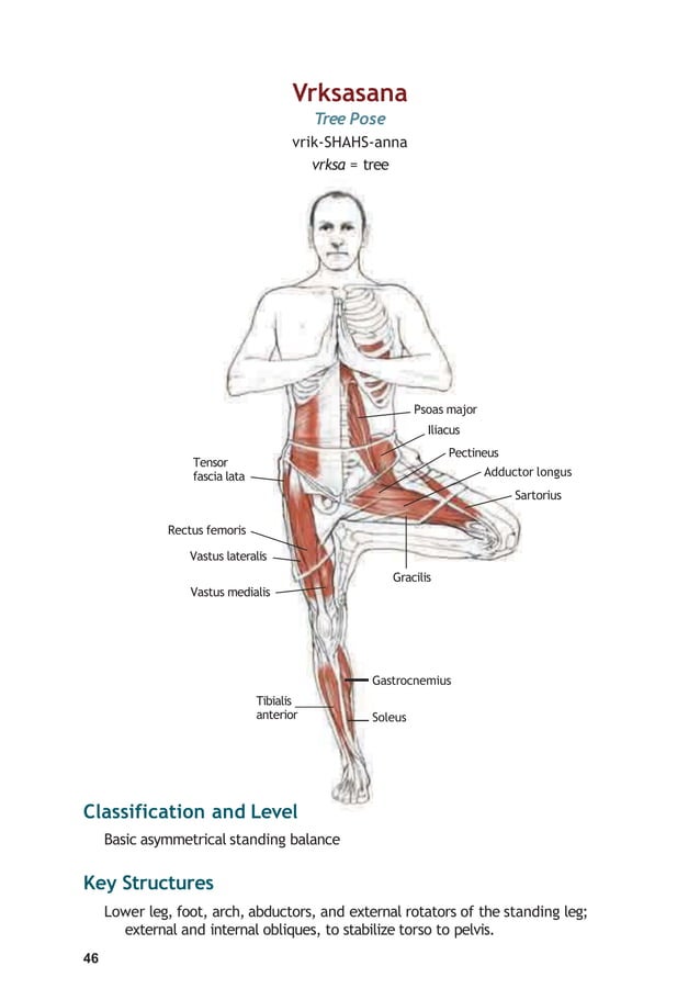 Yoga anatomy for poses | PPTX