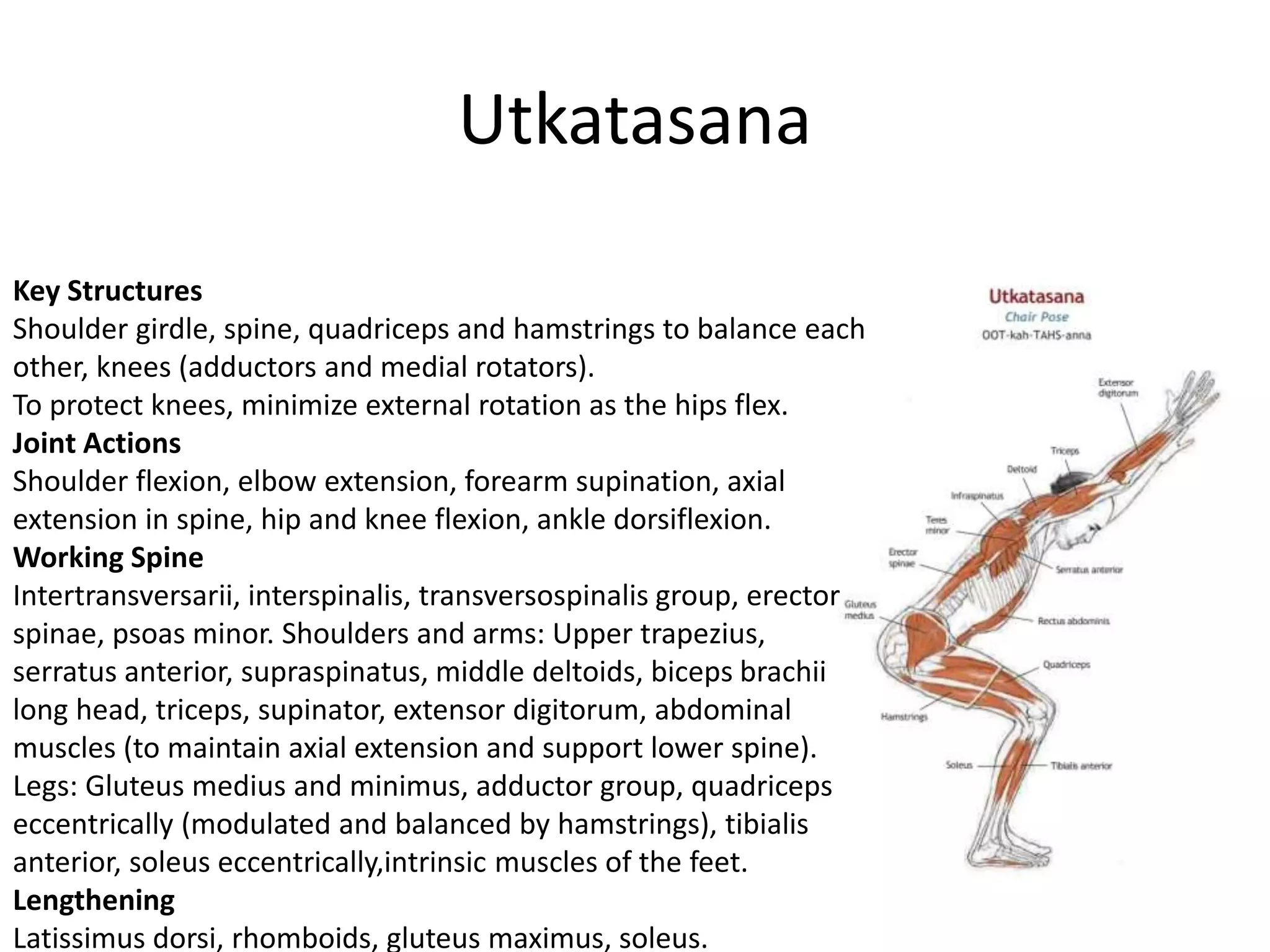 yoga and muscles.pptx