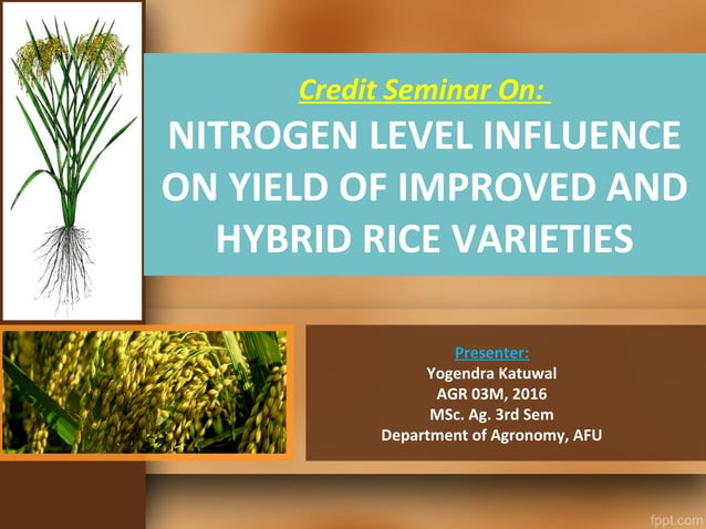 Yogendra Katuwal on Influence of N levels on Yield of Improved and Hybrid Rice Varieties | PPT ...