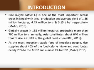 Yogendra Katuwal on Influence of N levels on Yield of Improved and Hybrid Rice Varieties | PPT