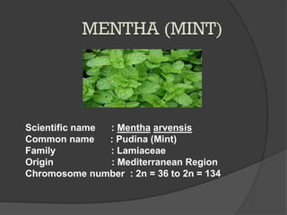 yogendra mentha.pptx