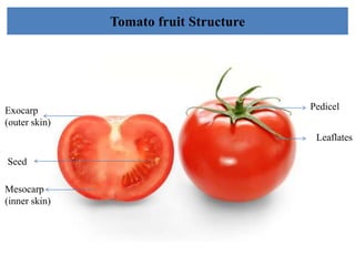 PREPARATION OF TOMATO PASTE | PPTX
