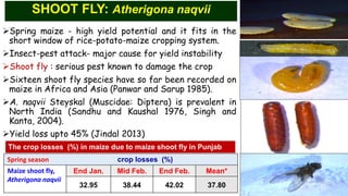 Identification of quantitative trait loci for resistance to shoot fly ...