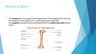 YOGIC ANATOMY OF HUMERUS BONE (Upper and lower end).pptx