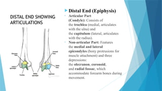 YOGIC ANATOMY OF HUMERUS BONE (Upper and lower end).pptx