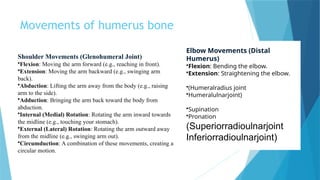 YOGIC ANATOMY OF HUMERUS BONE (Upper and lower end).pptx