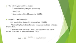 PHOTOSYNTHESIS.pptx
