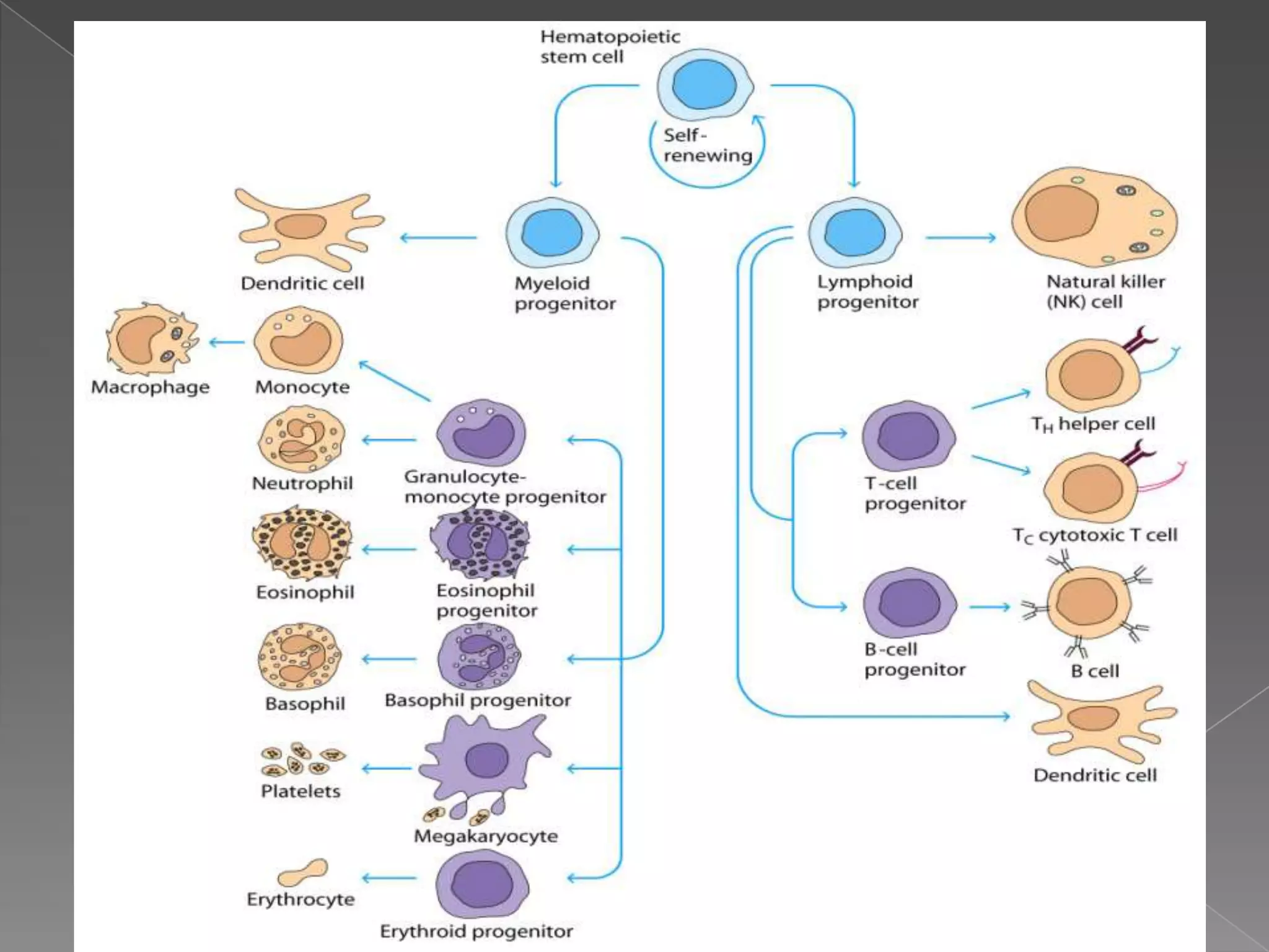 cells of immune system | PPTX