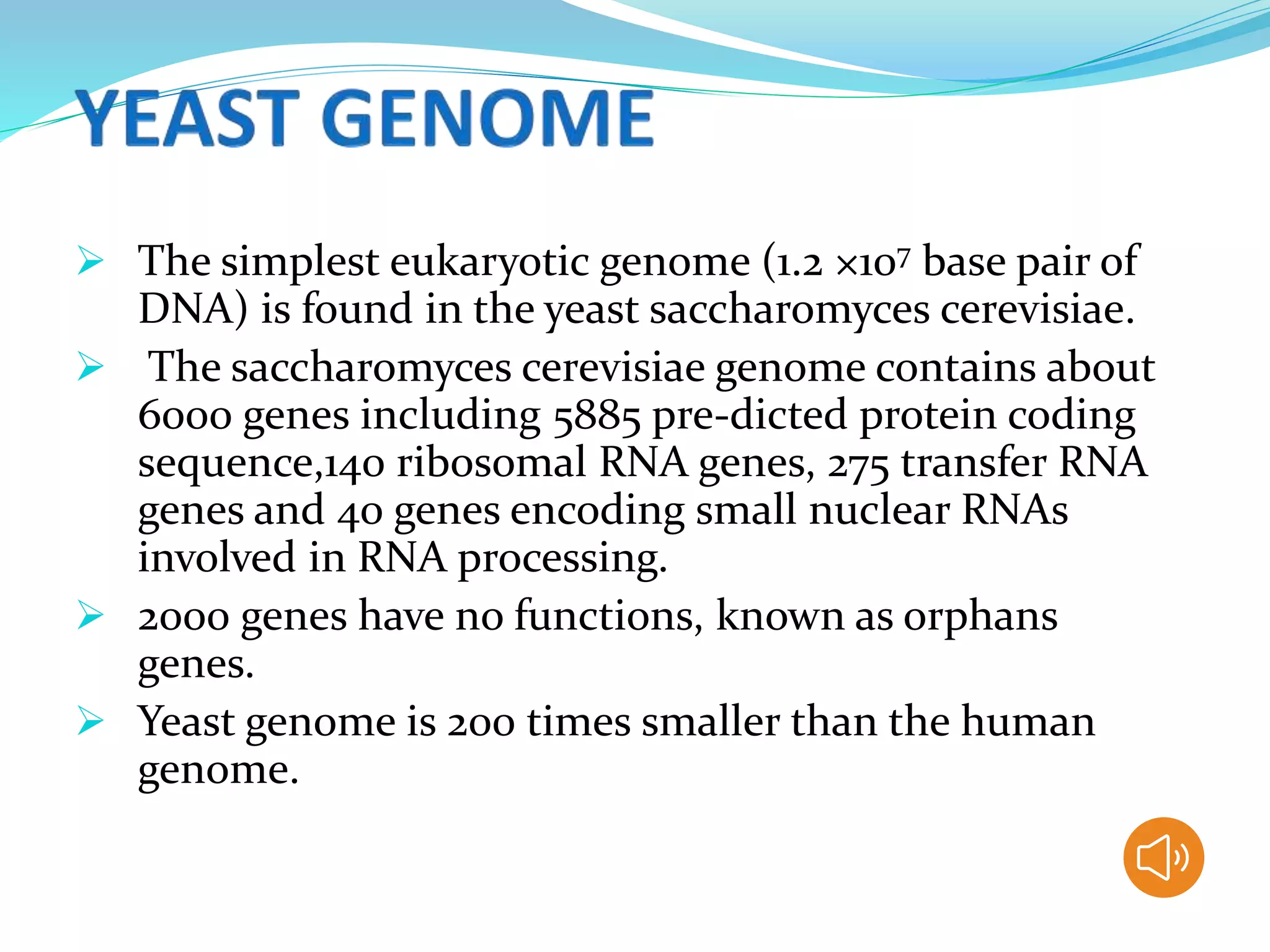 Genetic analysis of yeast | PPT