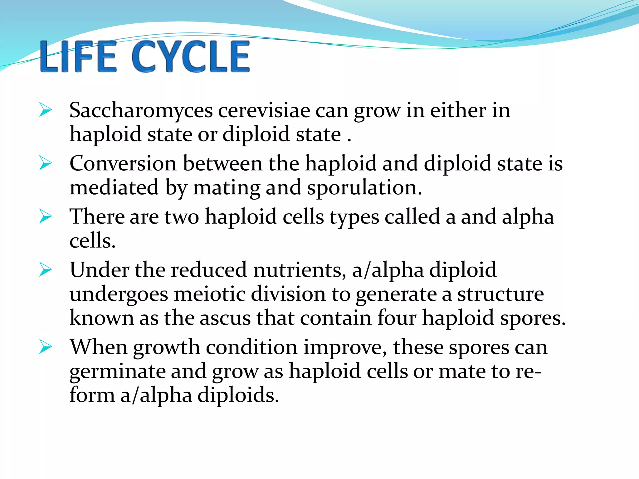 Genetic analysis of yeast | PPT
