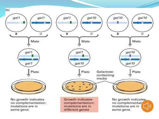 Genetic analysis of yeast | PPT | Biological Sciences | Science