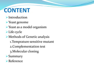 Genetic analysis of yeast | PPT