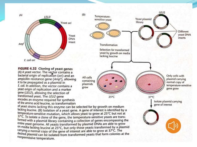 Genetic analysis of yeast | PPT | Biological Sciences | Science