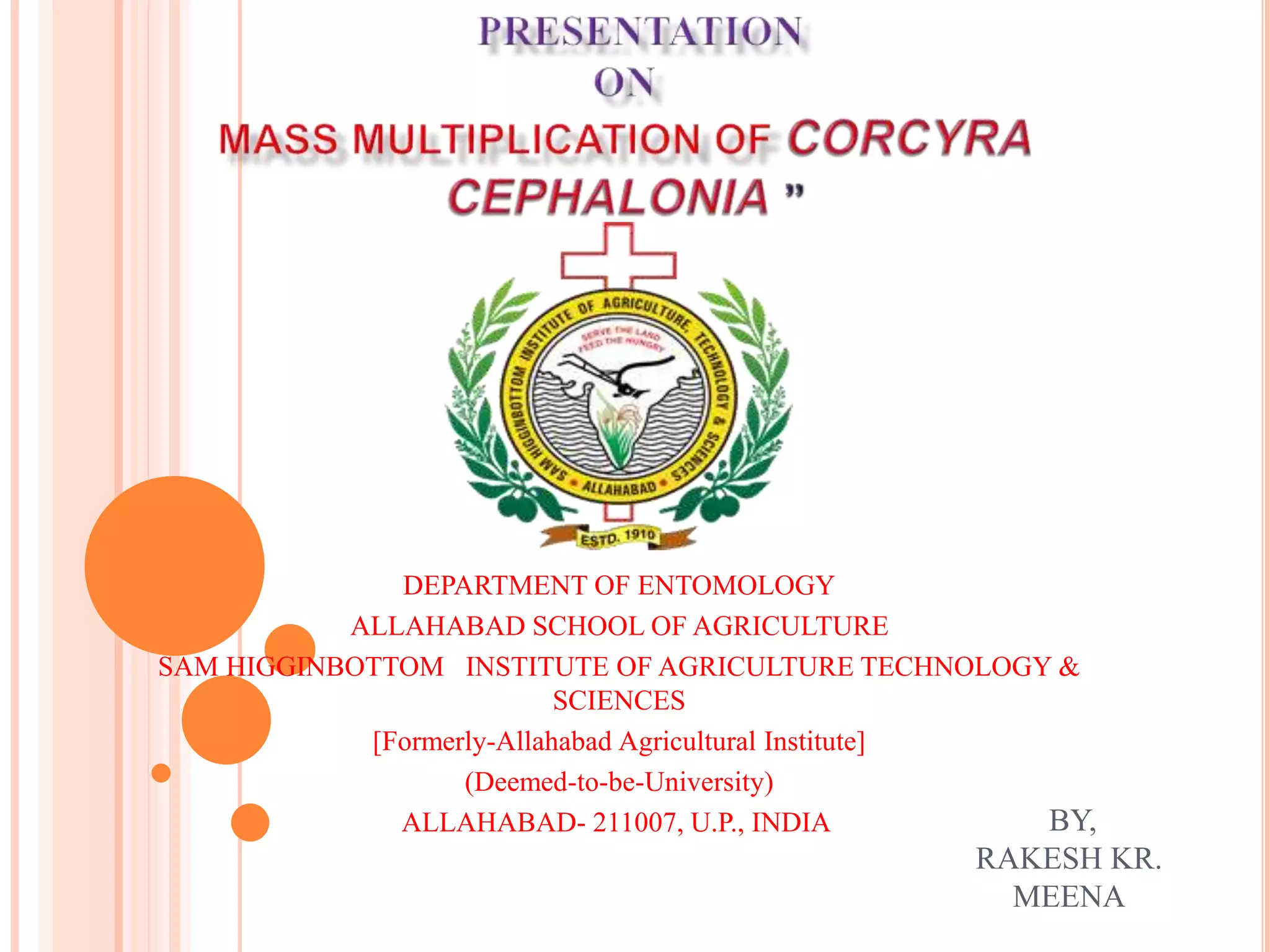 MASS MULTIPLICATION OF Corcyra cephalonia PPT | PPTX