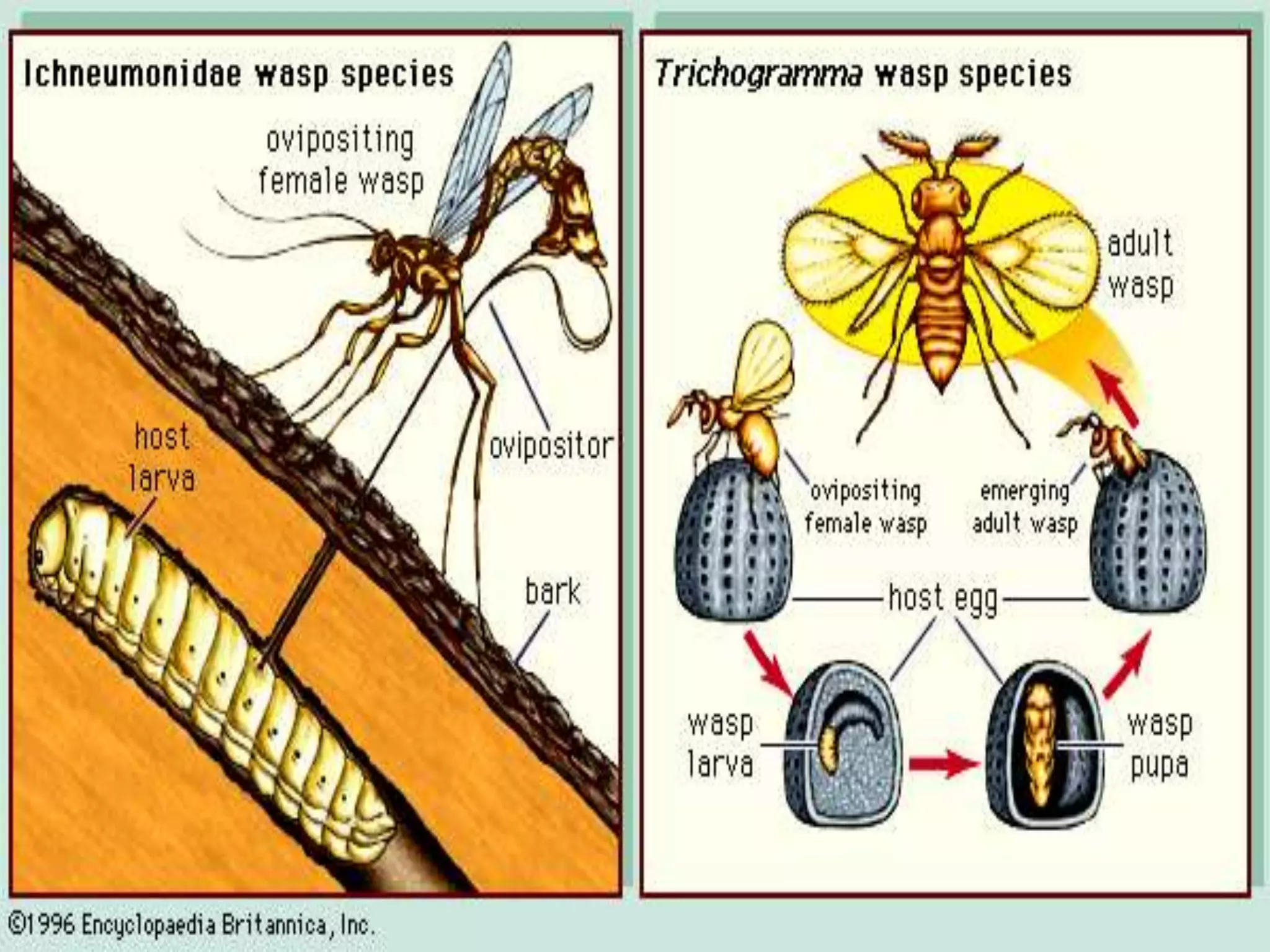 MASS MULTIPLICATION OF Corcyra cephalonia PPT | PPTX | Infectious ...