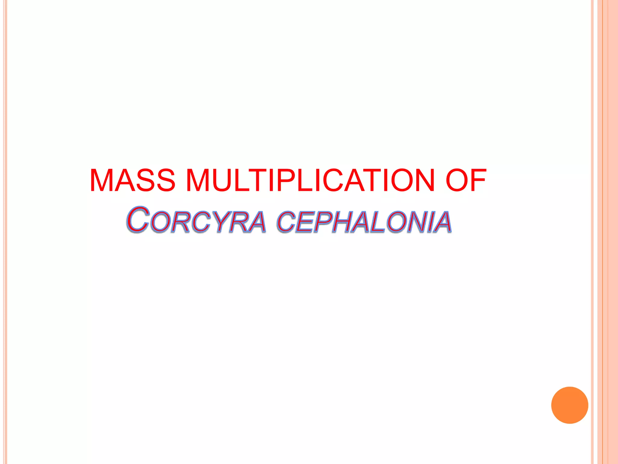 MASS MULTIPLICATION OF Corcyra cephalonia PPT | PPTX