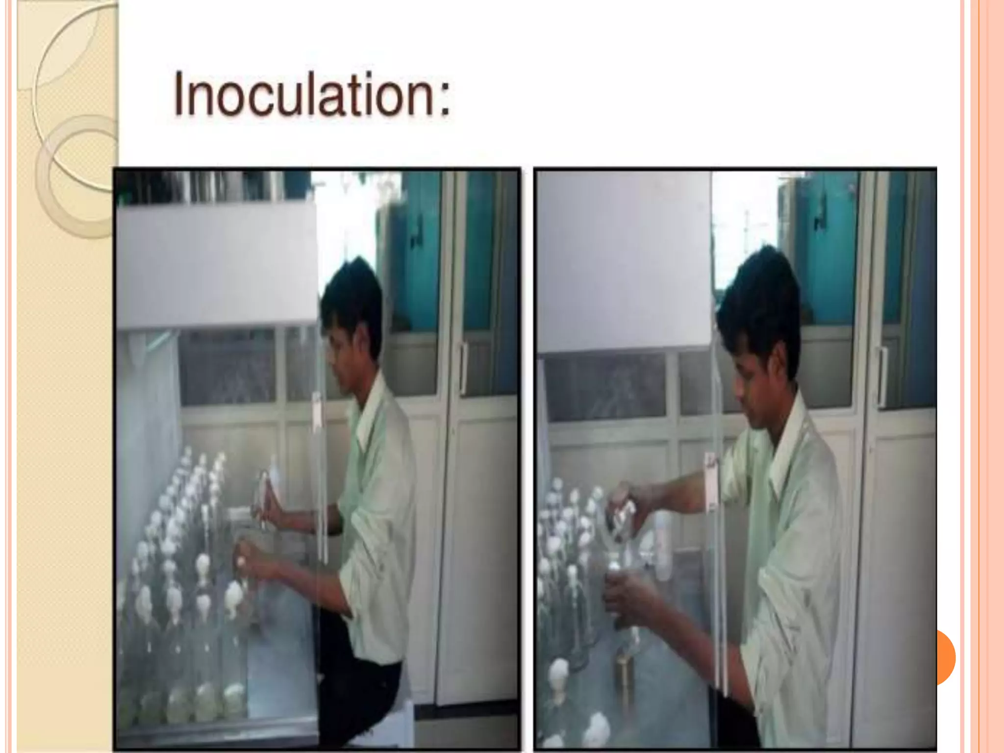 MASS MULTIPLICATION OF Corcyra cephalonia PPT | PPTX