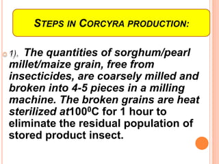 MASS MULTIPLICATION OF Corcyra cephalonia PPT | PPTX | Infectious ...