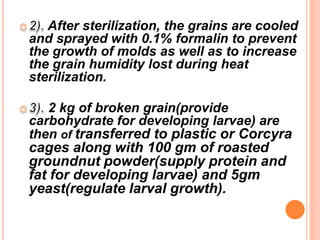 MASS MULTIPLICATION OF Corcyra cephalonia PPT | PPTX