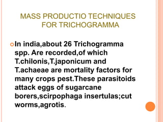 MASS MULTIPLICATION OF Corcyra cephalonia PPT | PPTX