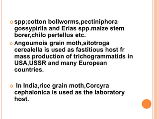 MASS MULTIPLICATION OF Corcyra cephalonia PPT | PPTX