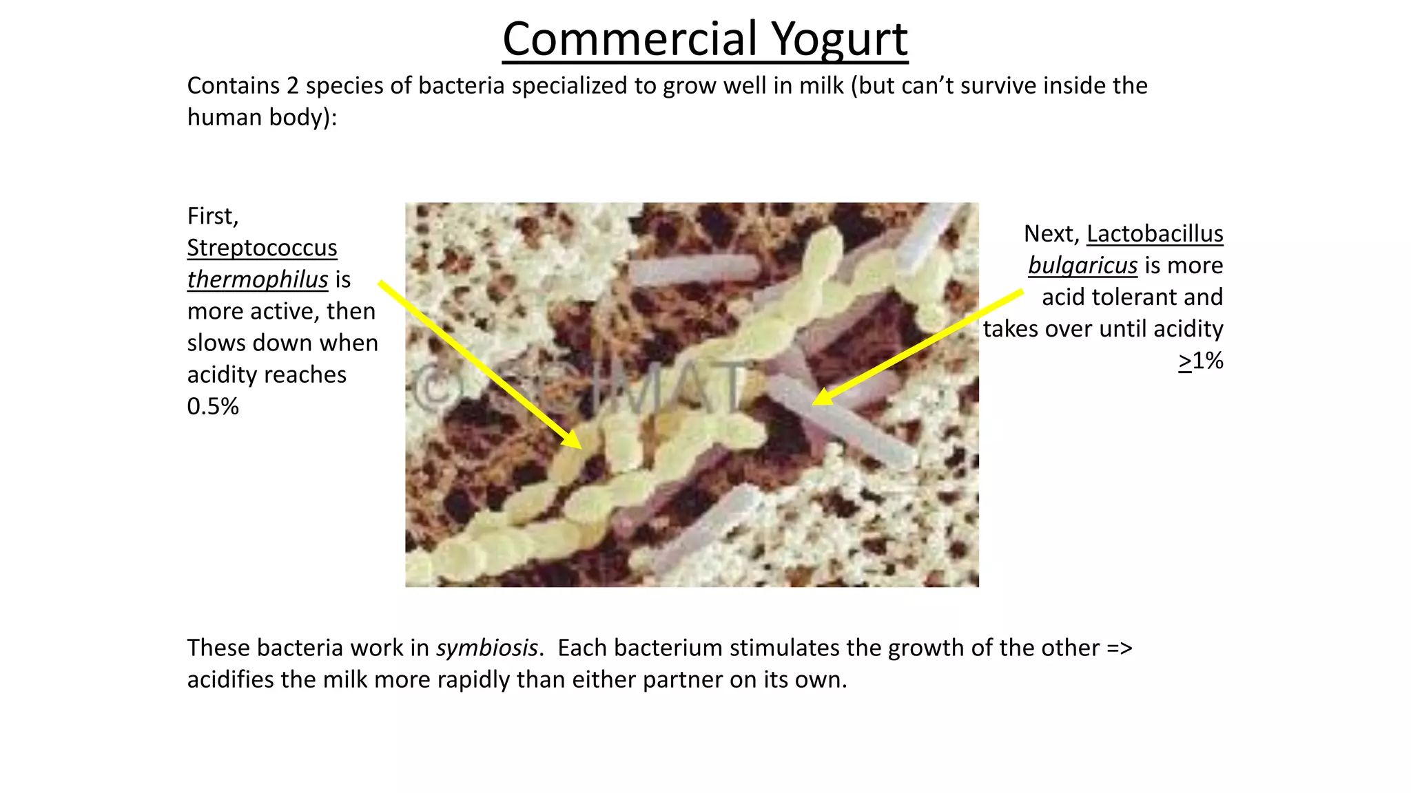 Yogurt | PDF