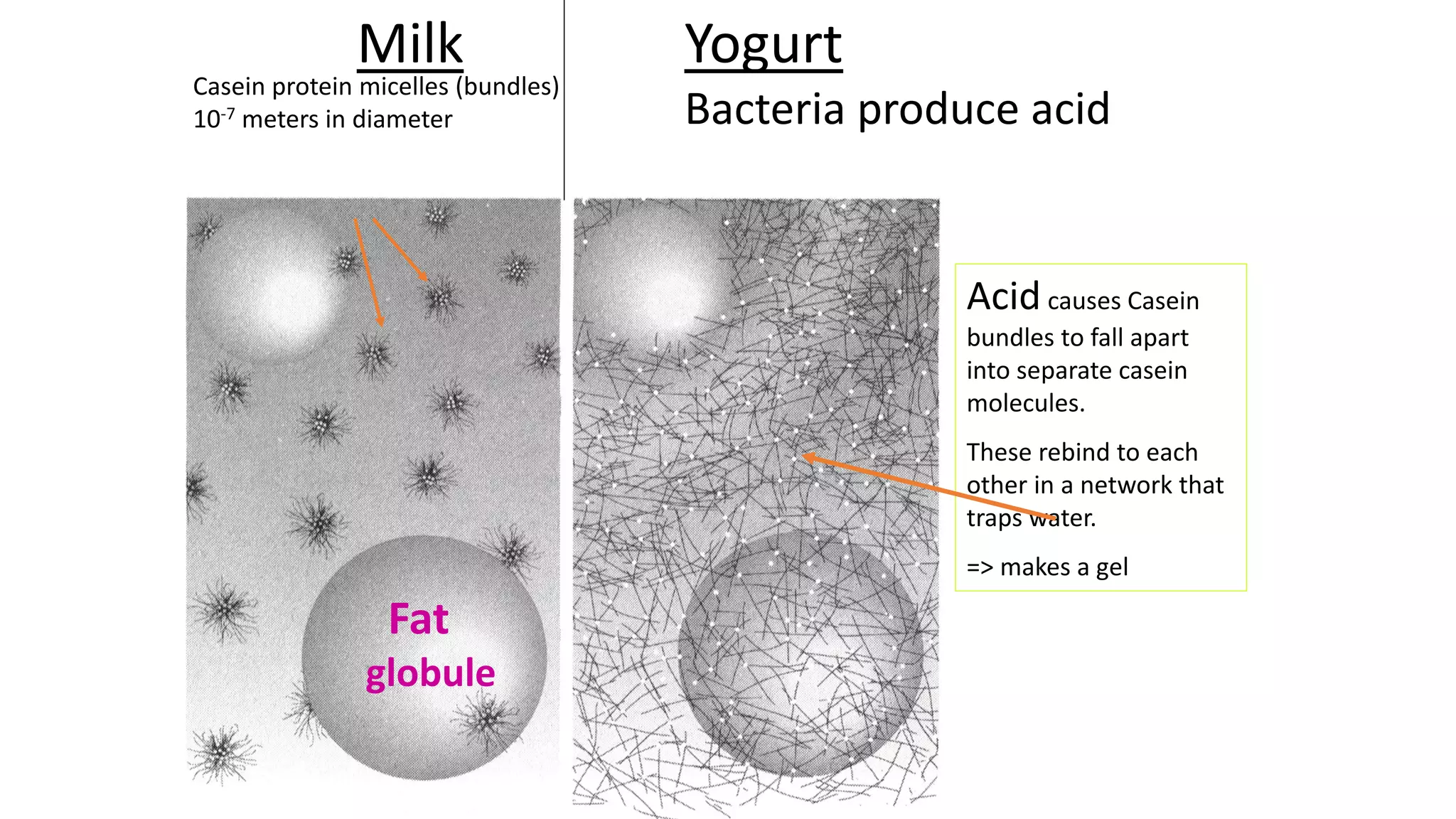 Yogurt | PDF