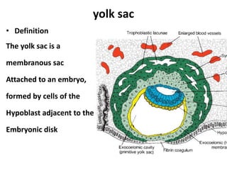 fetal membrane : Yolk sac | PPTX