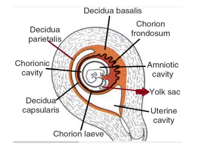 fetal membrane : Yolk sac