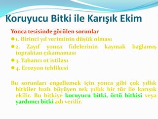Yonca | PPTX