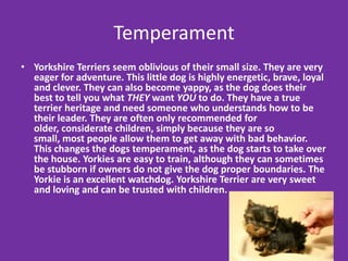 Yorkshire terriers | PPTX