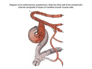 Cardiovascular system | PPT