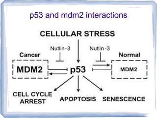 Phylogenetic Study of Mdm2 | PPT