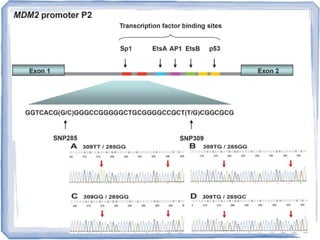 Phylogenetic Study of Mdm2 | PPT