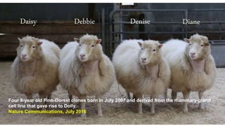 Cloning in mammals: Dolly the sheep | PPTX