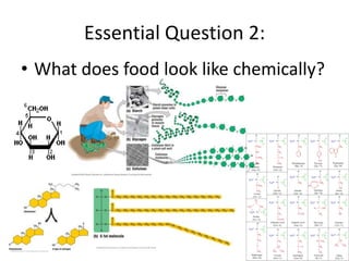 You are what you eat | PPTX