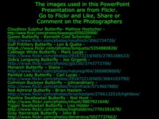 Monarch Conservation-Increase Population | PPT