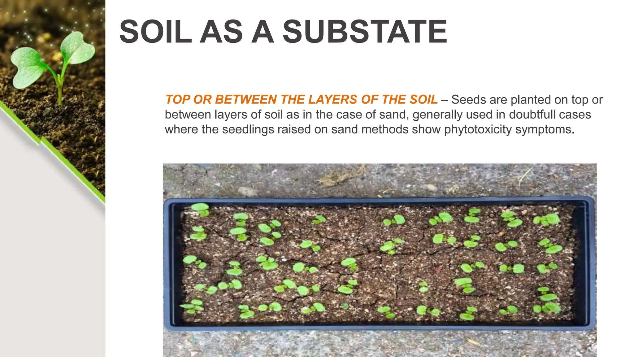 Testing for seed germination | PPTX