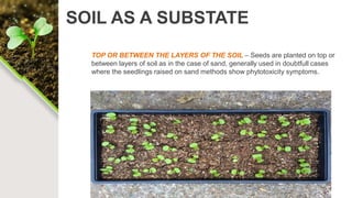 Testing for seed germination | PPTX