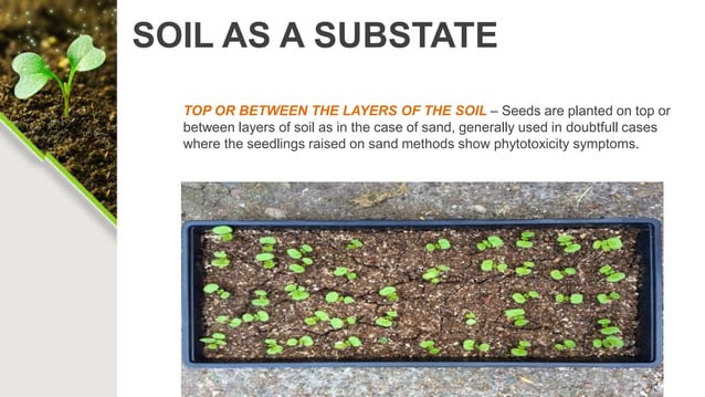 Testing for seed germination | PPTX