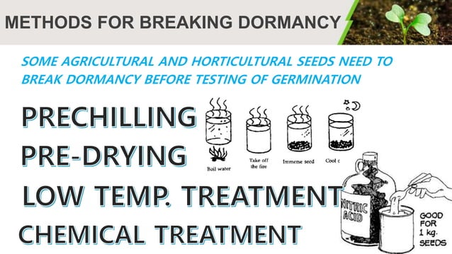 Testing for seed germination | PPTX