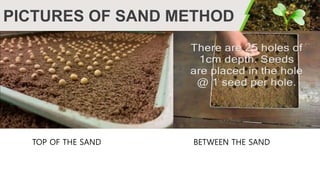 Testing for seed germination | PPTX