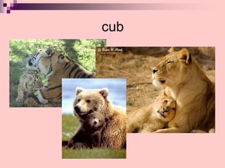 YOUNG ANIMALS.ppt