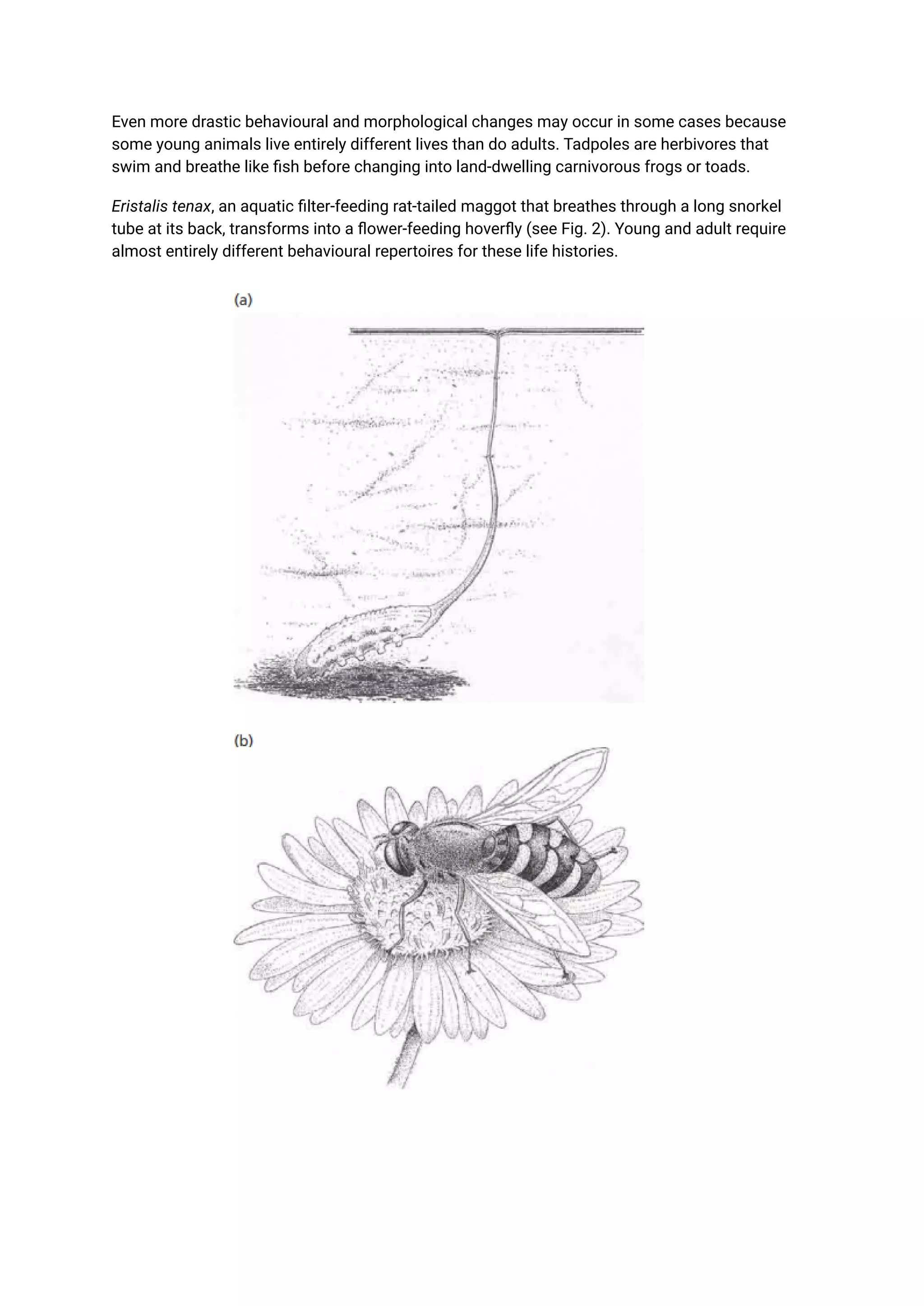 How young animals grow up? | PDF